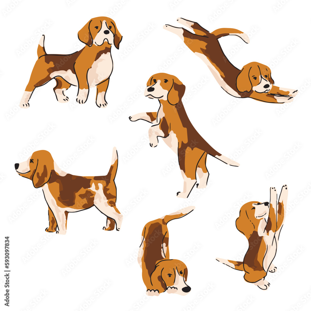 Cute beagle puppy set. Collection of flat dog in various poses and ...