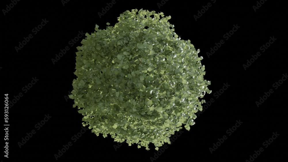 top view tree animation footage transparent background for background ...