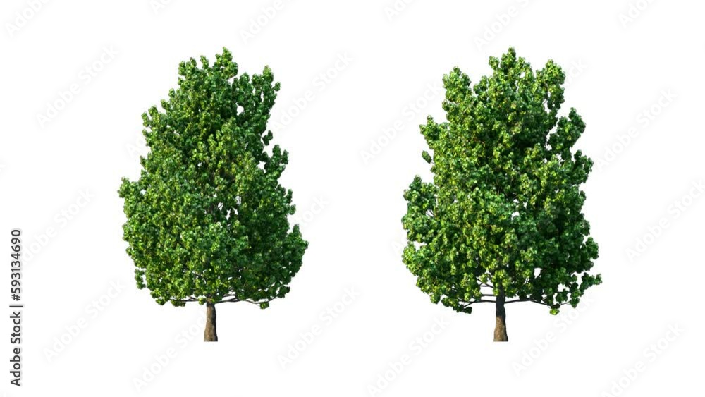 Growing trees isolated with alpha.3D animation growth grow from small ...