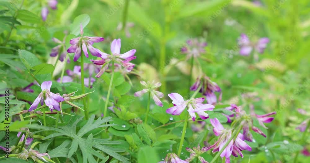 Chinese milk vetch, or Astragalus sinicus, a species of milkvetch in ...