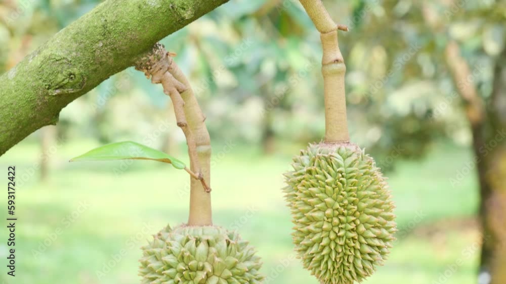 The durian tree in the agricultural field is producing fruit. Small ...