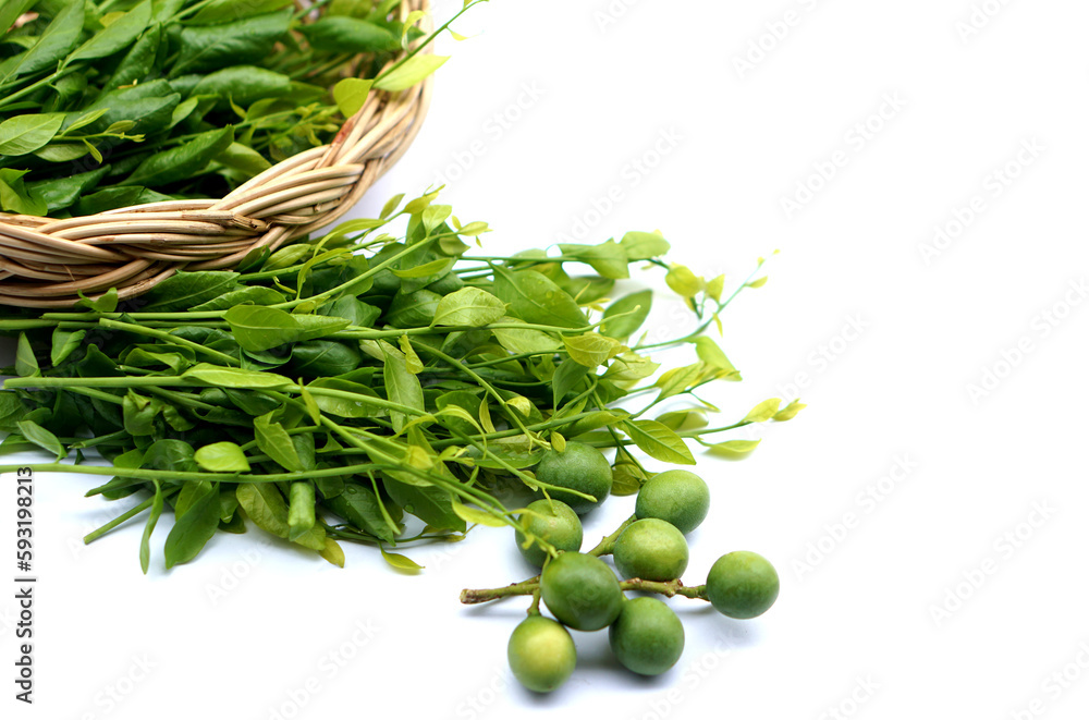 Melientha suavis pierre vegetables or Pak wan in Thai name, isolated on ...