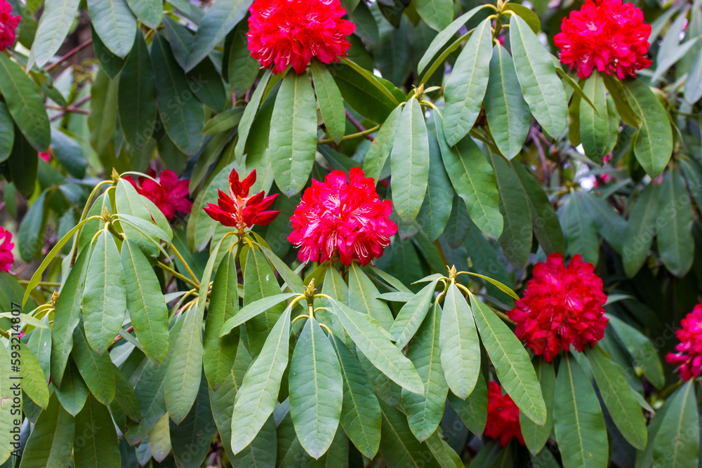 Red pink flower buds, flowering shrub bush Rhododendron X Clivianum ...