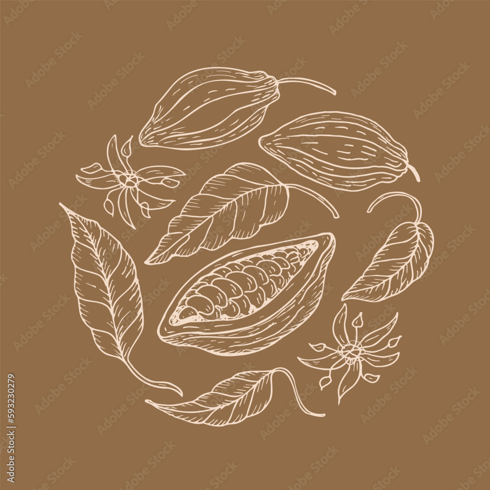 Cocoa. Hand drawing Cocoa beans, sketch of leaves, flowers and cocoa ...