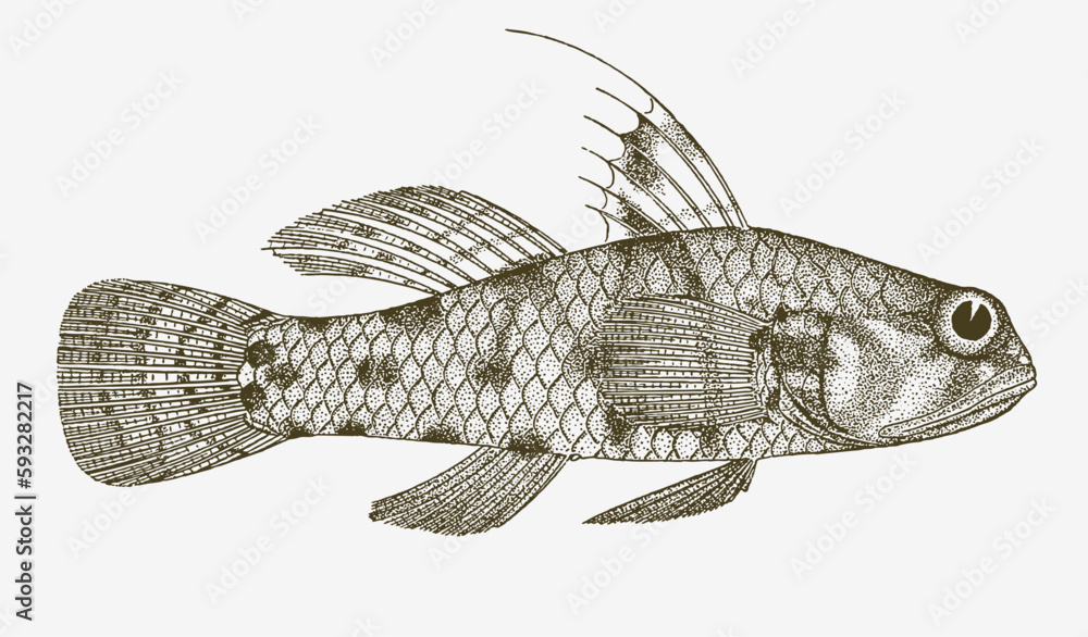 Speckled goby redigobius bikolanus, marine and freshwater fish in side ...