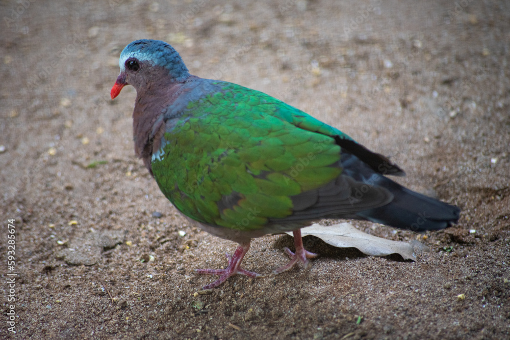 Chalcophaps indica, The common emerald dove, green dove and green ...