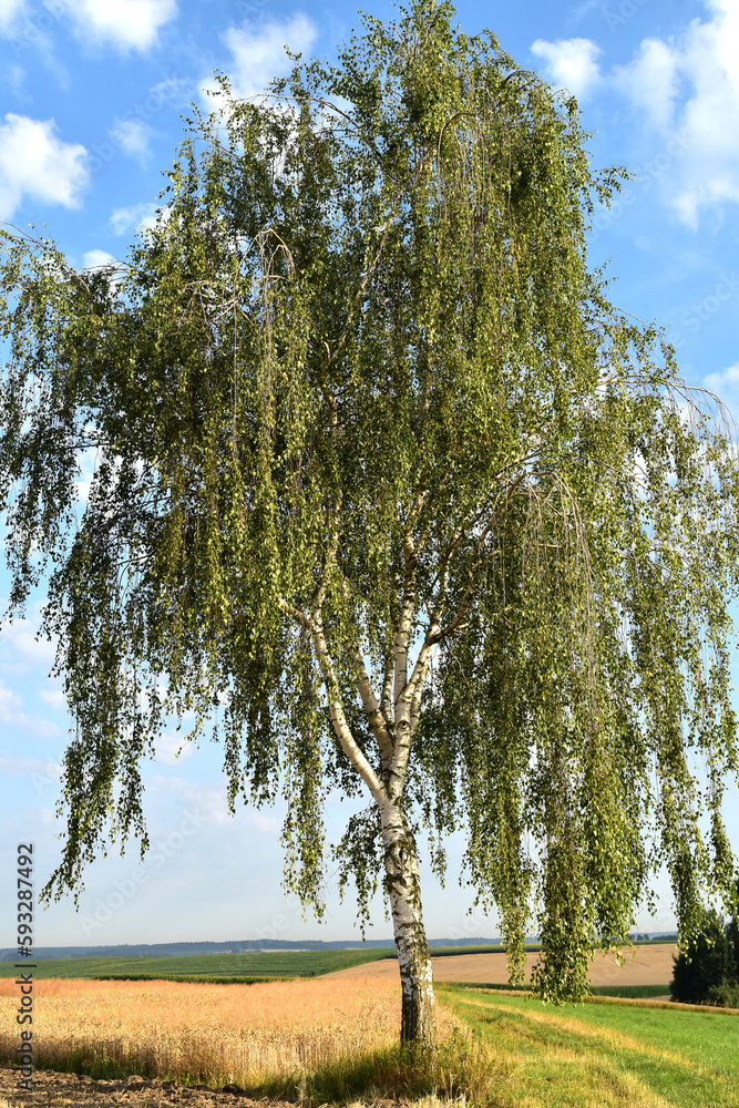 Birke, Sandbirke, Betula pendula, Solitärbaum im Licht der Morgensonne ...