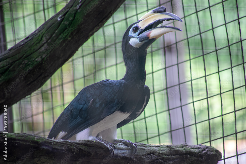 The oriental pied hornbill, Anthracoceros albirostris is an Indo ...
