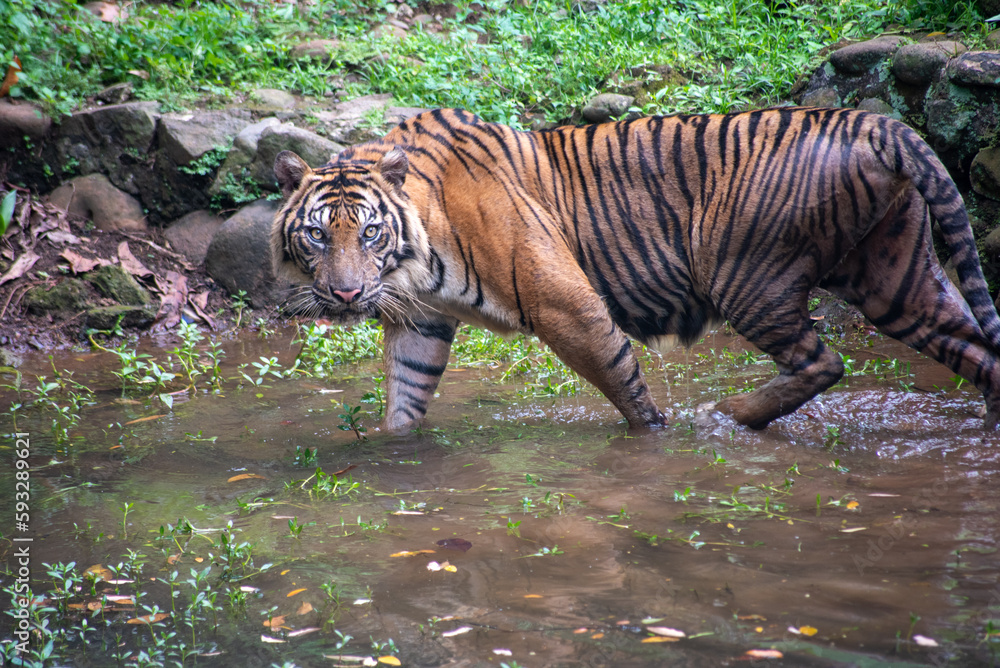 The Sumatran tiger, Panthera tigris sumatrae is a big cat on the ...