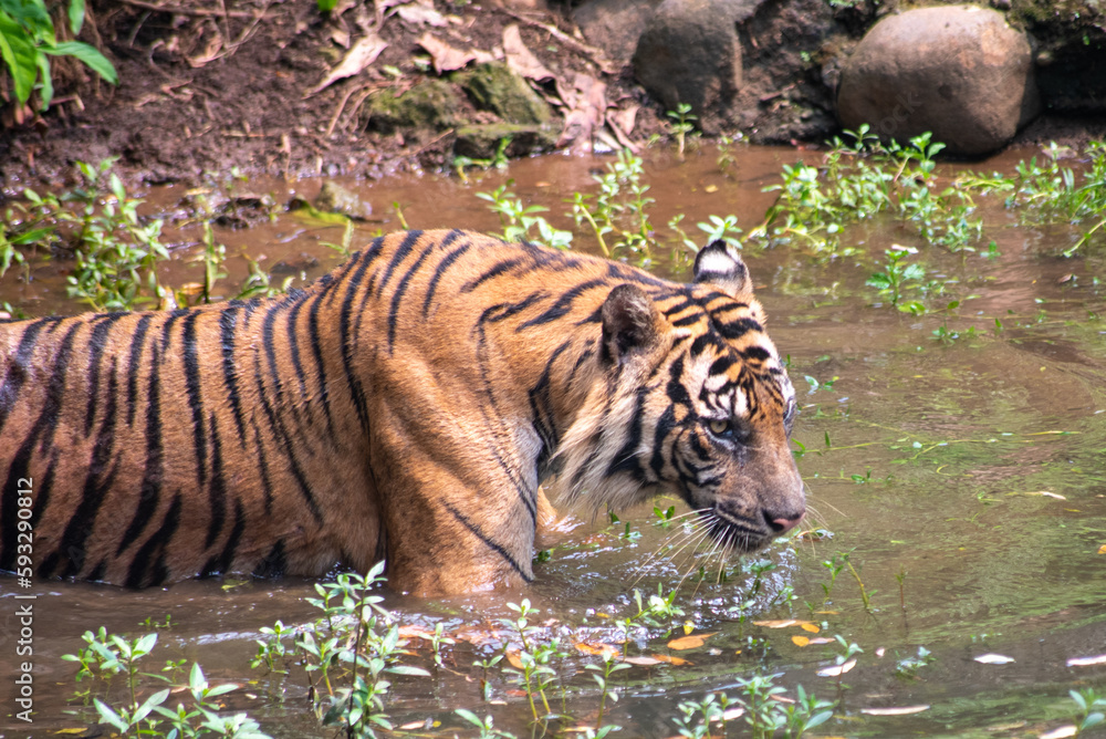 The Sumatran tiger, Panthera tigris sumatrae is a big cat on the ...