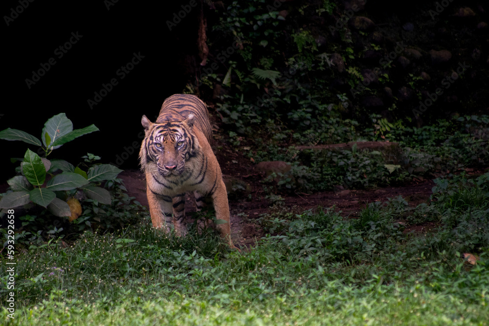 The Sumatran tiger, Panthera tigris sumatrae is a big cat on the ...