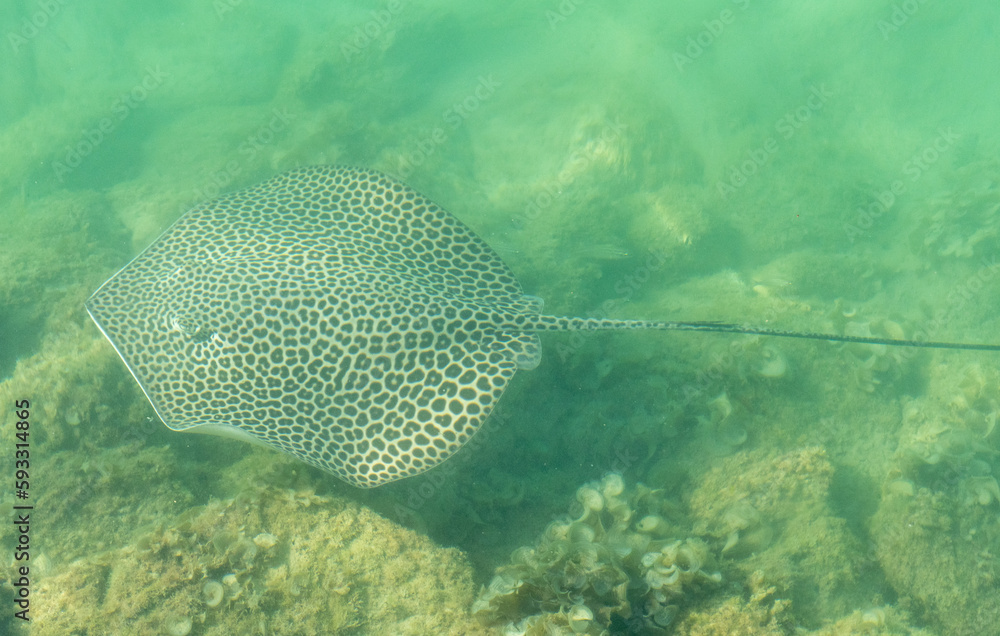 Foto de Reticulate whipray or honeycomb stingray (Himantura uarnak) in ...