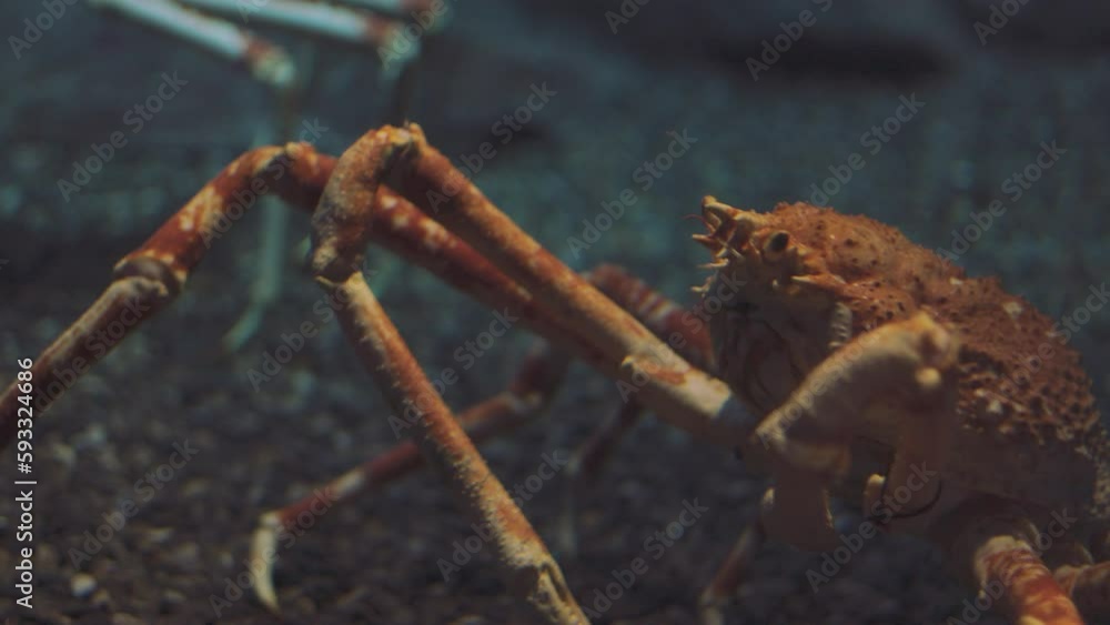 Close up 4K of king crab (alaska crab or spider crab) living in ...