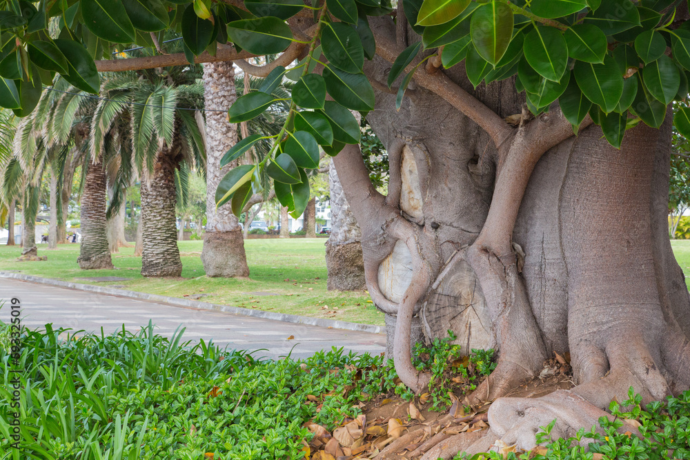 Nature, garden and landscape architecture in Madeira, Portugal-Huge old ...