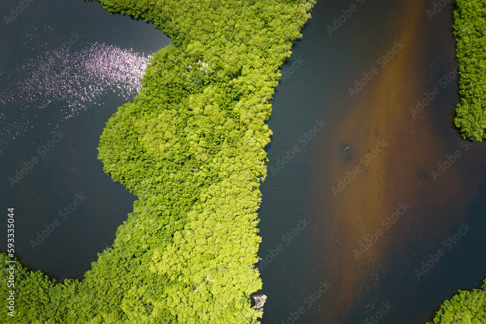 Overhead view of Everglades swamp with green vegetation between water ...