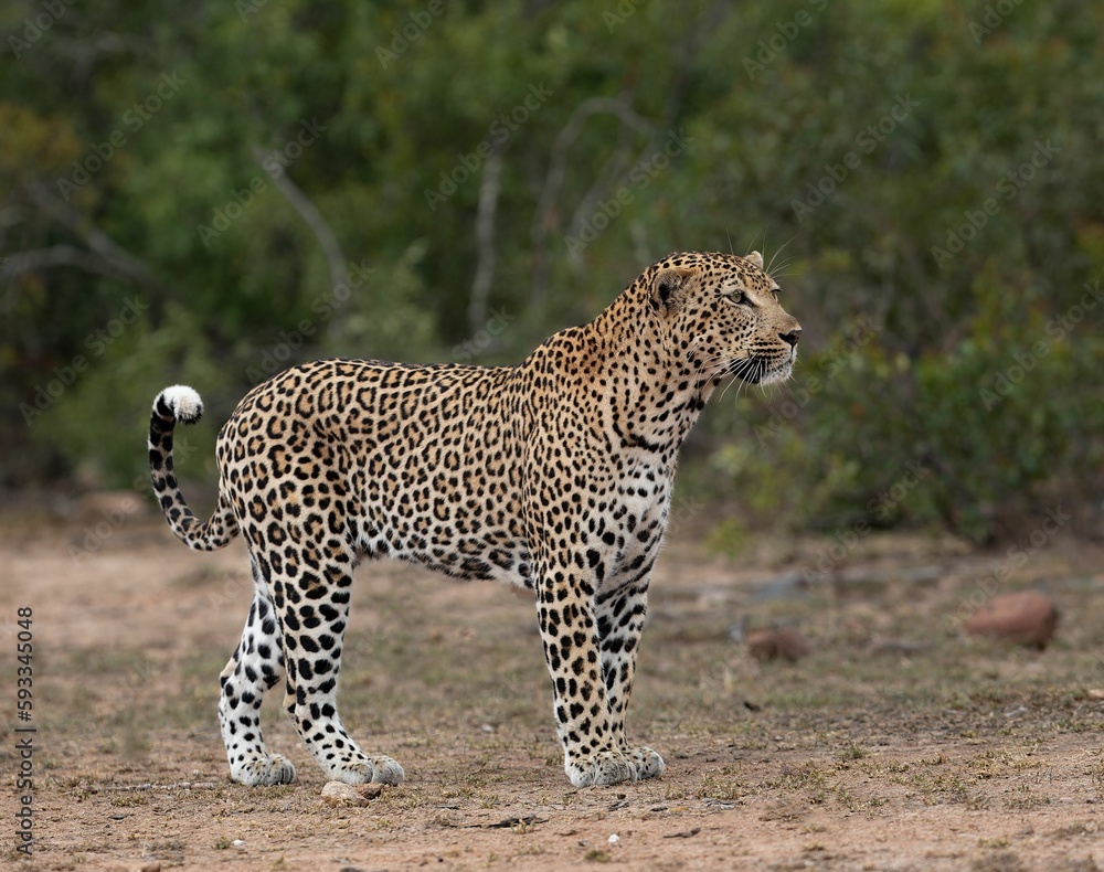 Stunningly beautiful large male leopard on the prowl in the Kruger ...