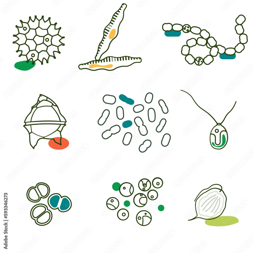 Exploring the Intricate Beauty and Diversity of Algae and Cyanobacteria ...