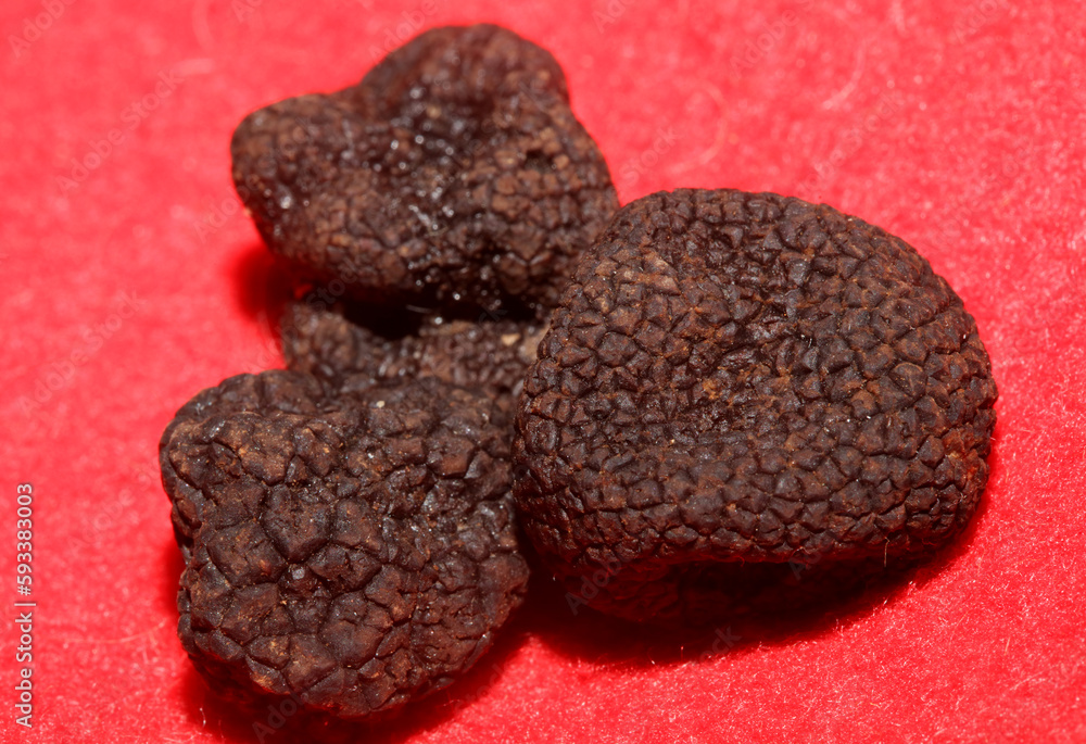 Black winter italian truffle mushroom macro background big size tuber ...