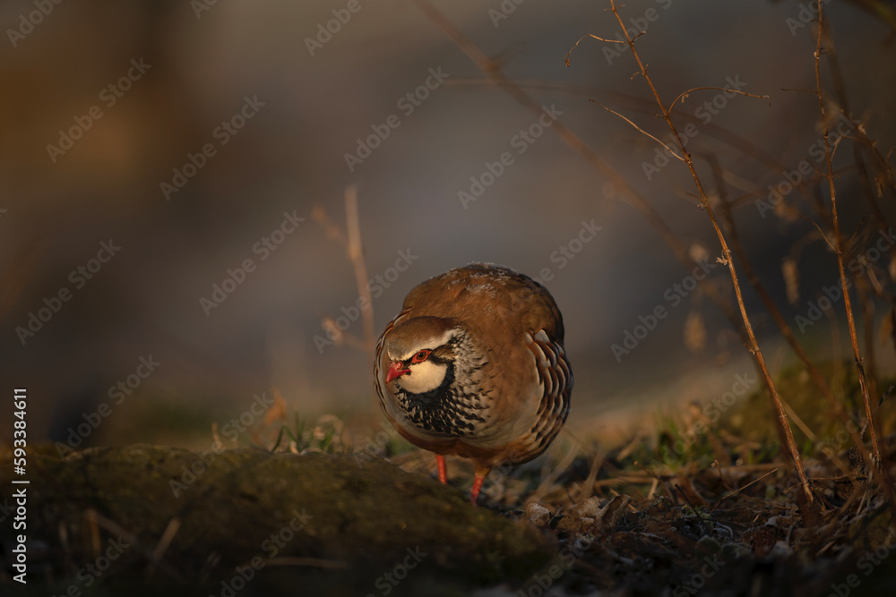 Red legged partridge during cold morning. Curious alectoris rufa on the ...