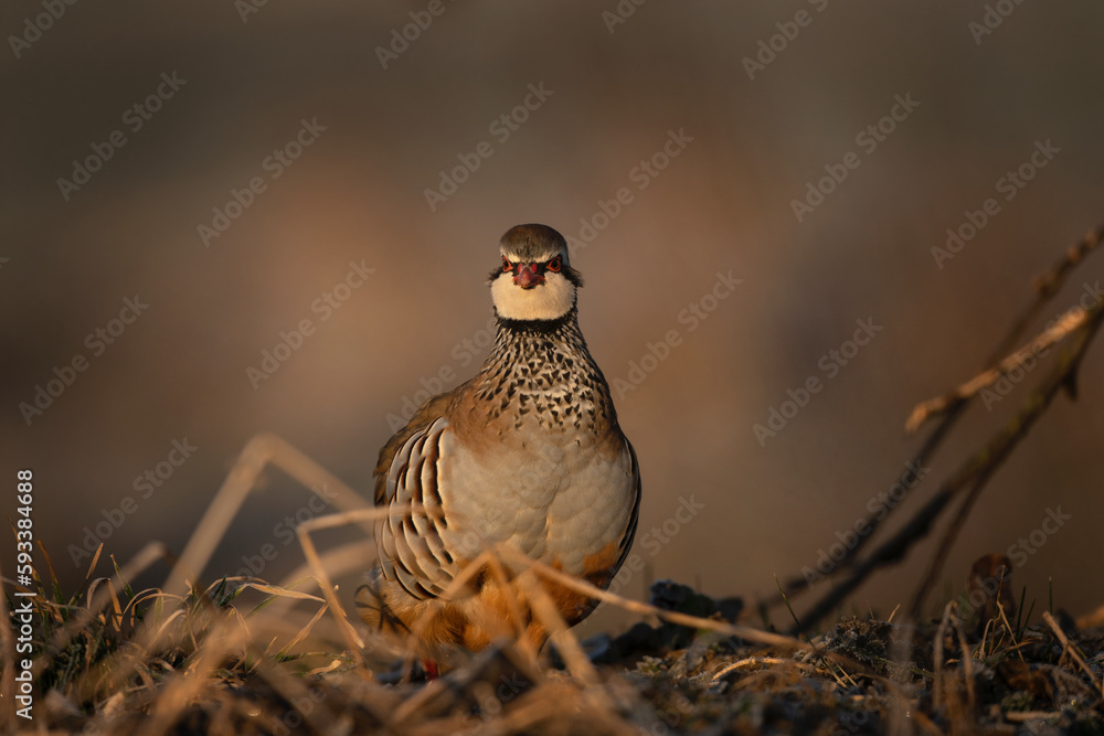 Red legged partridge during cold morning. Curious alectoris rufa on the ...