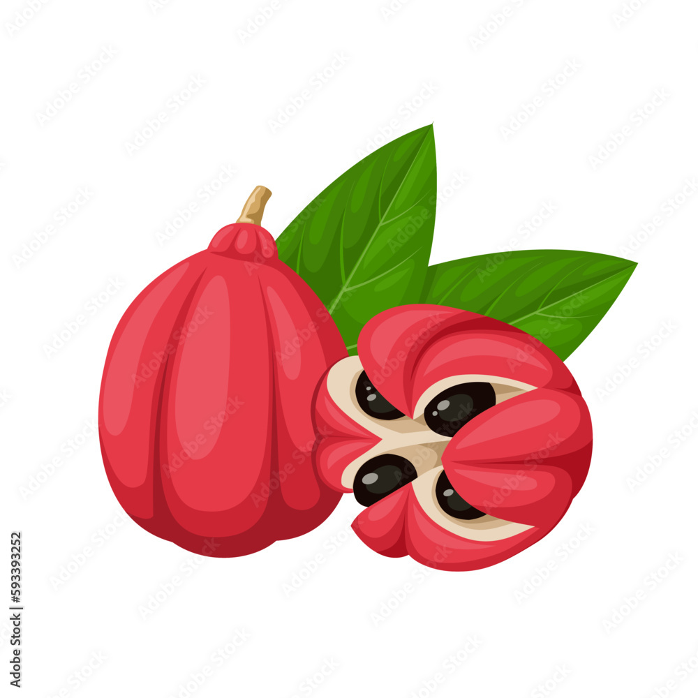 Vector illustration of Ackee fruit, also known as ankye, achee, akee, ackee apple or ayee ...