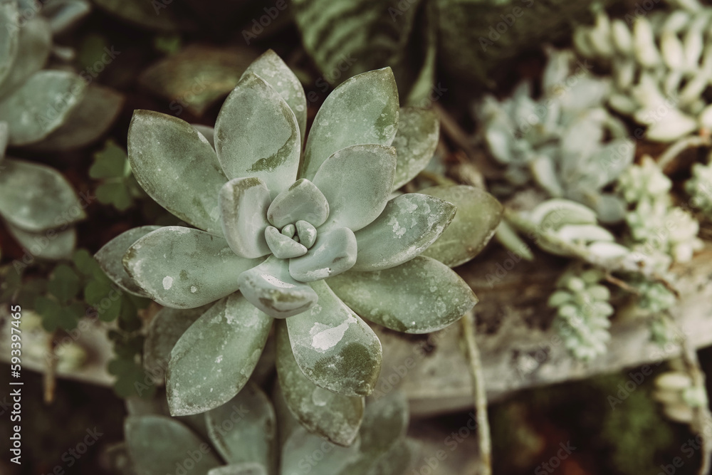 Rustic succulent plants, sacred geometry houseplants arrangement garden ...