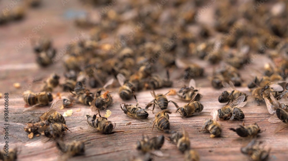 Dead bees in the hive. Colony Collapse Disorder. Starvation, pesticide ...