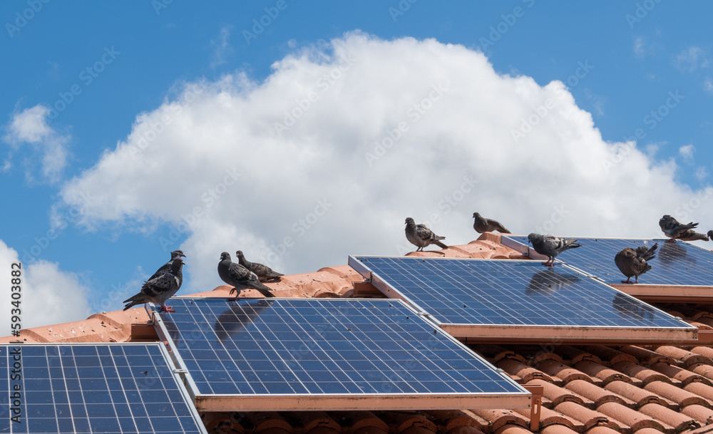 Birds sitting on solar panels on tiled roof of house, solar panels ...
