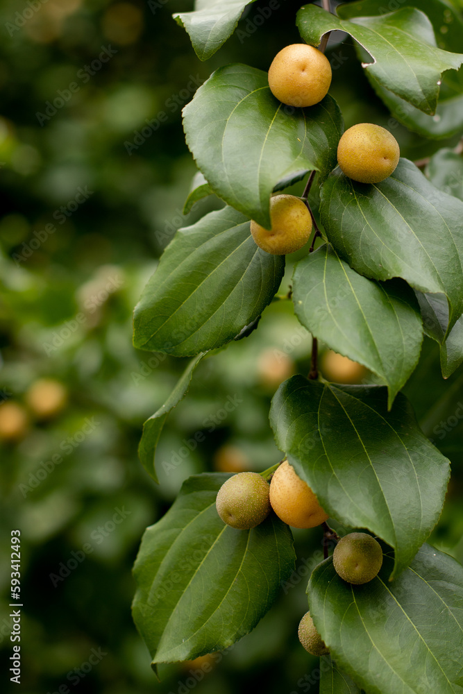 Poster juá - galho do pé de juazeiro com frutos maduros – Wall Art ...