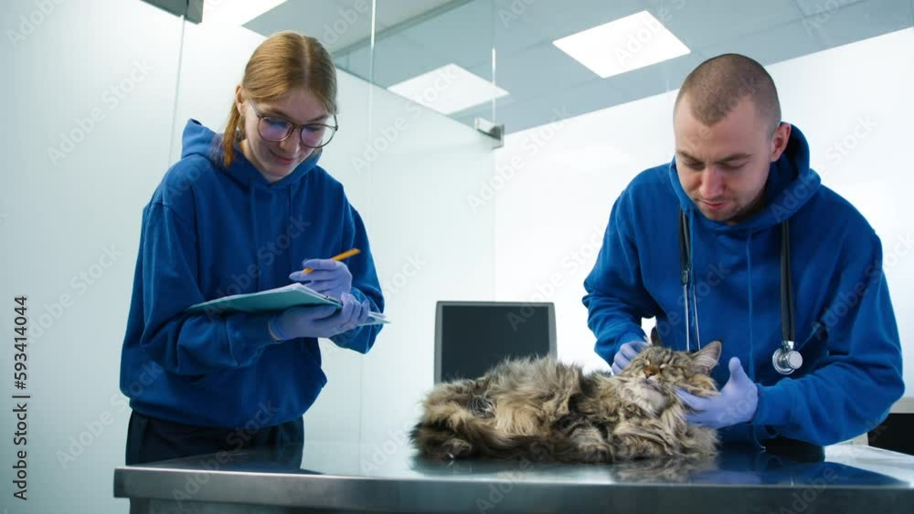 Veterinarians checking Maine Coon cats eyes health in veterinary clinic ...