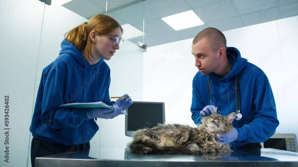 Veterinarians checking Maine Coon cat ears health in veterinary clinic ...