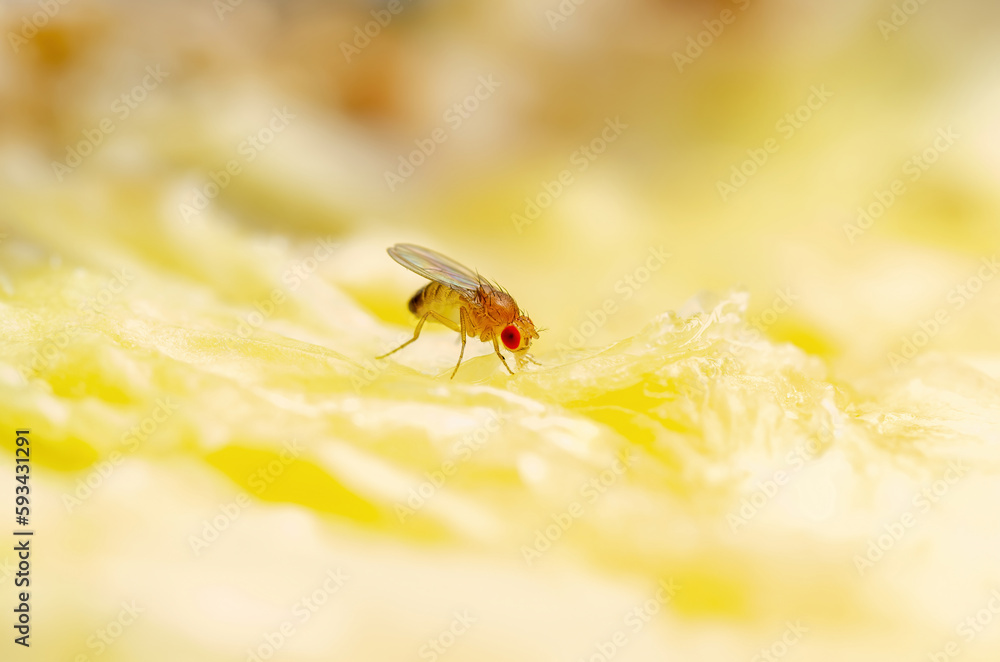 Tropical Fruit Fly Drosophila Diptera Parasite Insect Pest on Ripe ...