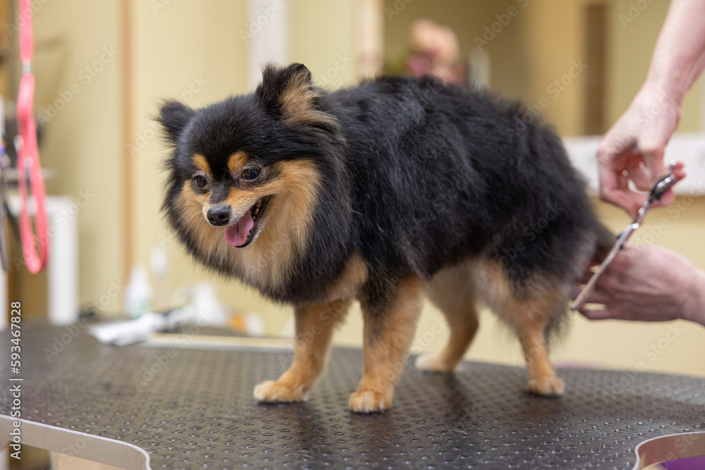 The concept of popularizing grooming haircuts and caring for dogs ...