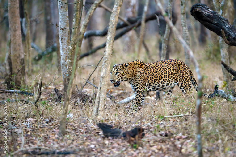 The Indian leopard (Panthera pardus fusca), a large male in a tropical ...