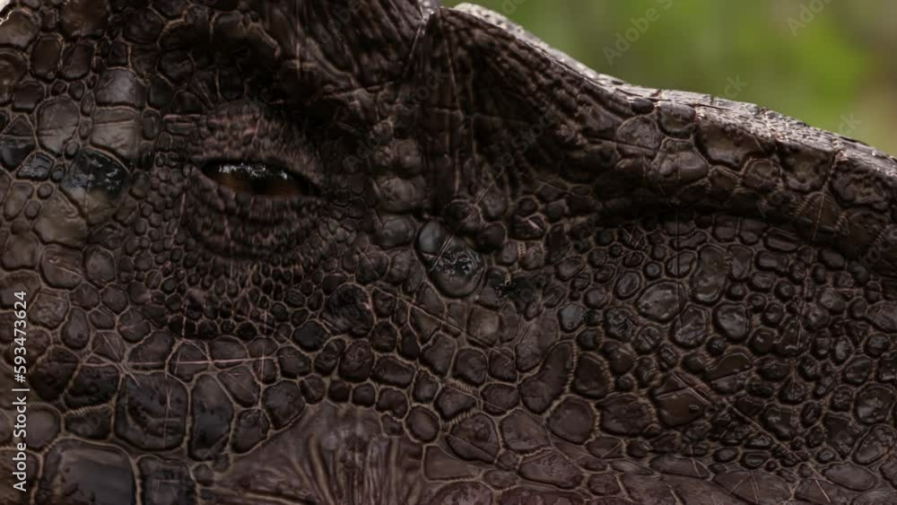 velociraptor eye. close up of a dinosaur eye. 3d animation of a ...