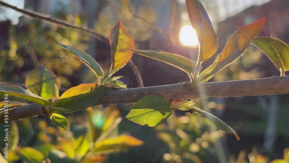 Morning sun shine through the bright green young leaves of a tree close ...