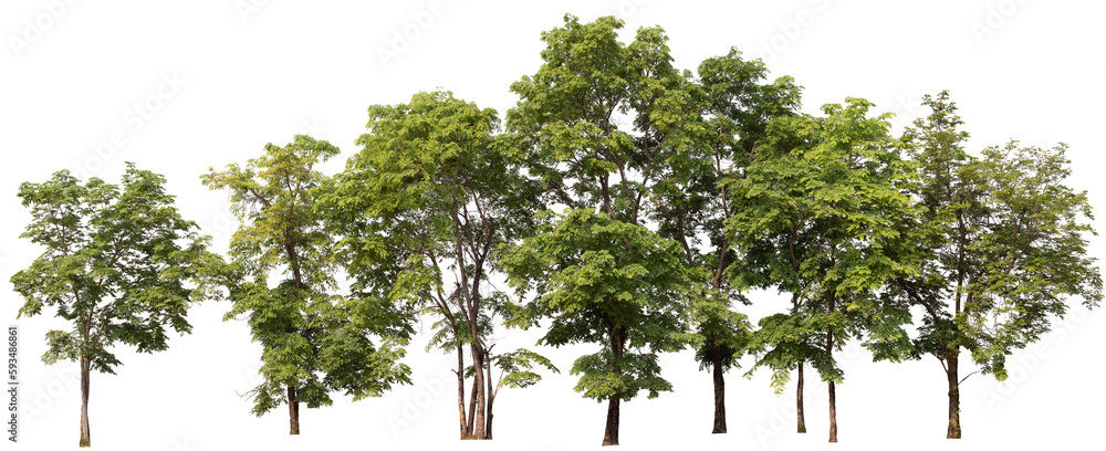 PNG smll forest and tree in a row with removed original background for ...