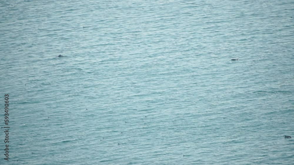 Vidéo Stock group of common bottlenose dolphins, Tursiops Truncatus, swimming in the sea. Aerial ...