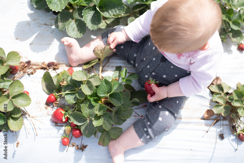 Baby girl sits garden bed of strawberry and eats ripe and juicy berry ...