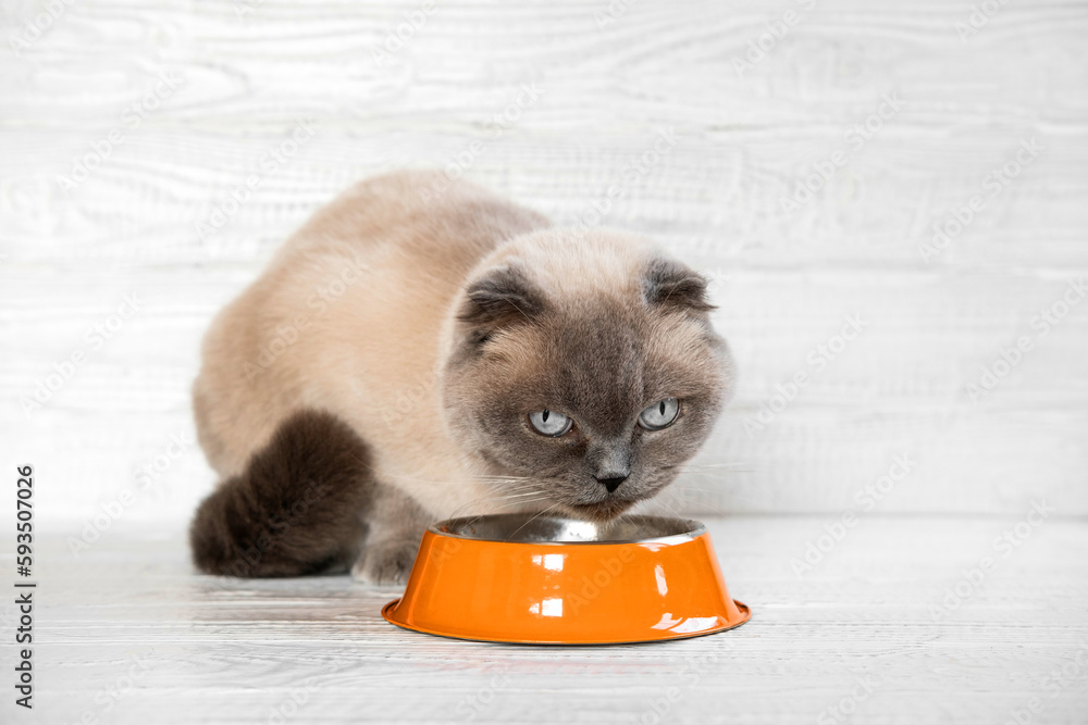 Cat Eating Food. Scottish Fold Gray Cat Eats Food from Orange Steel ...