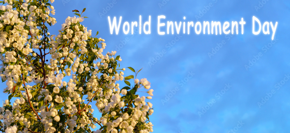 World environment day. Blooming branches of an apple tree Copy space ...