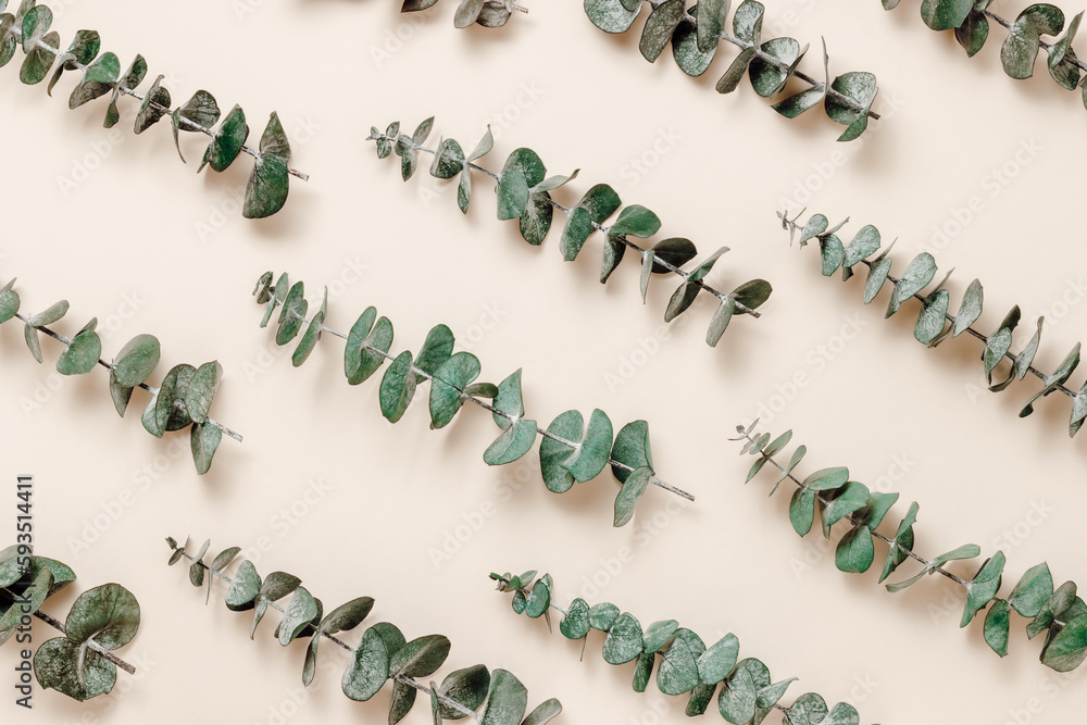 Eucalyptus leaves aesthetic background, beige tone. Natural eucalyptus leaves pattern Stock-Foto ...