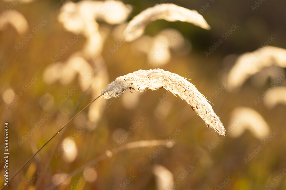 A grass or grass-like plant with a fluffy white top. Please verify ...