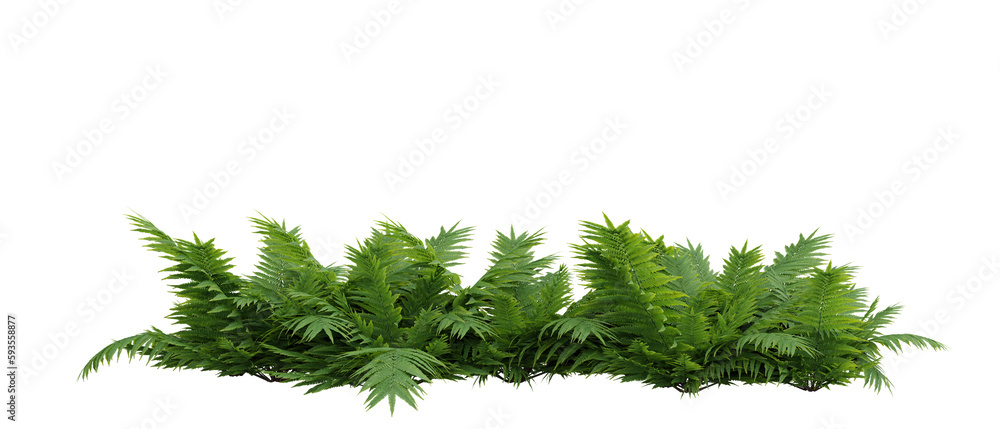 Fern isolated on transparent background.3d rendering PNG Set Stock ...