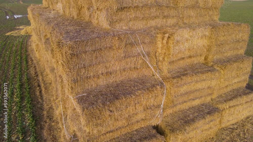 Wall of outdoor haystacks on livestock farm's agricultural field ...