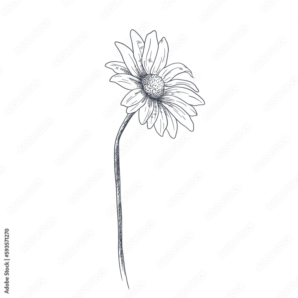 daisy flower pencil drawing. hand drawn vector flower illustration ...
