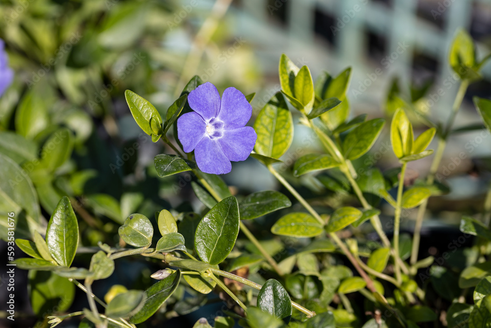Vinca major, also known as bigleaf periwinkle, large periwinkle and ...