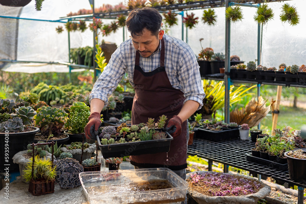 Asian gardener is watering the tray of succulent plant with diluted ...