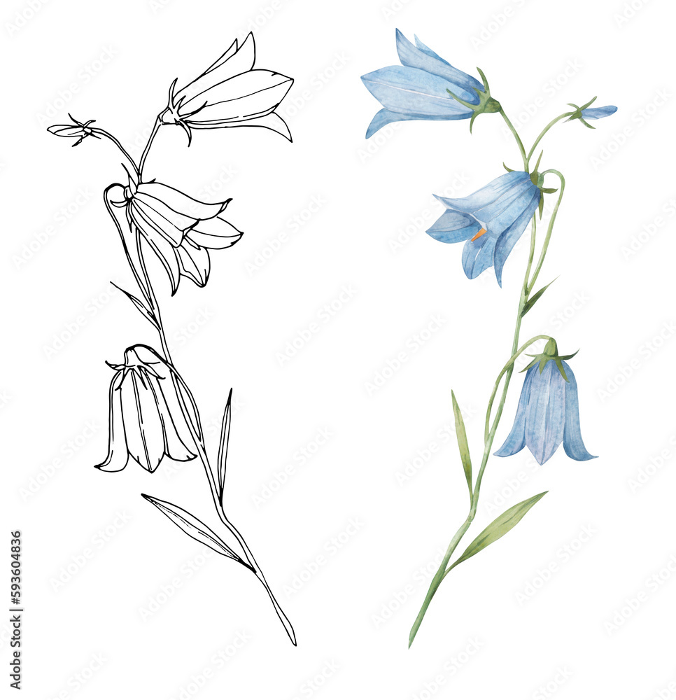 Bluebell flower. Watercolor illustration and line drawing of bluebell ...
