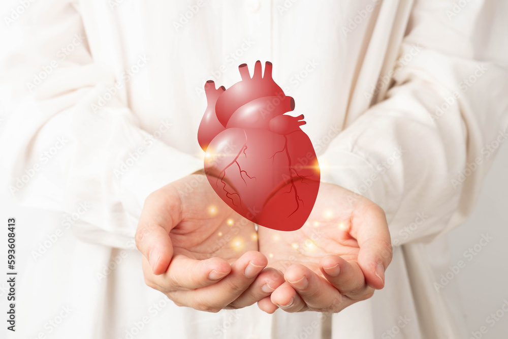 World heart day. Doctor hands holding healthy heart organ anatomy ...